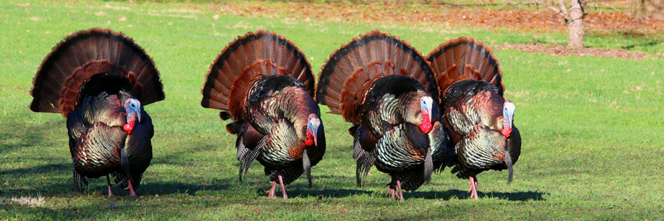 Turkey Dri Tri Oak Brook Park District