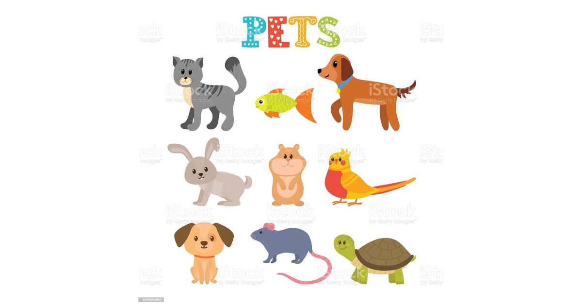 Cooking for Pets
