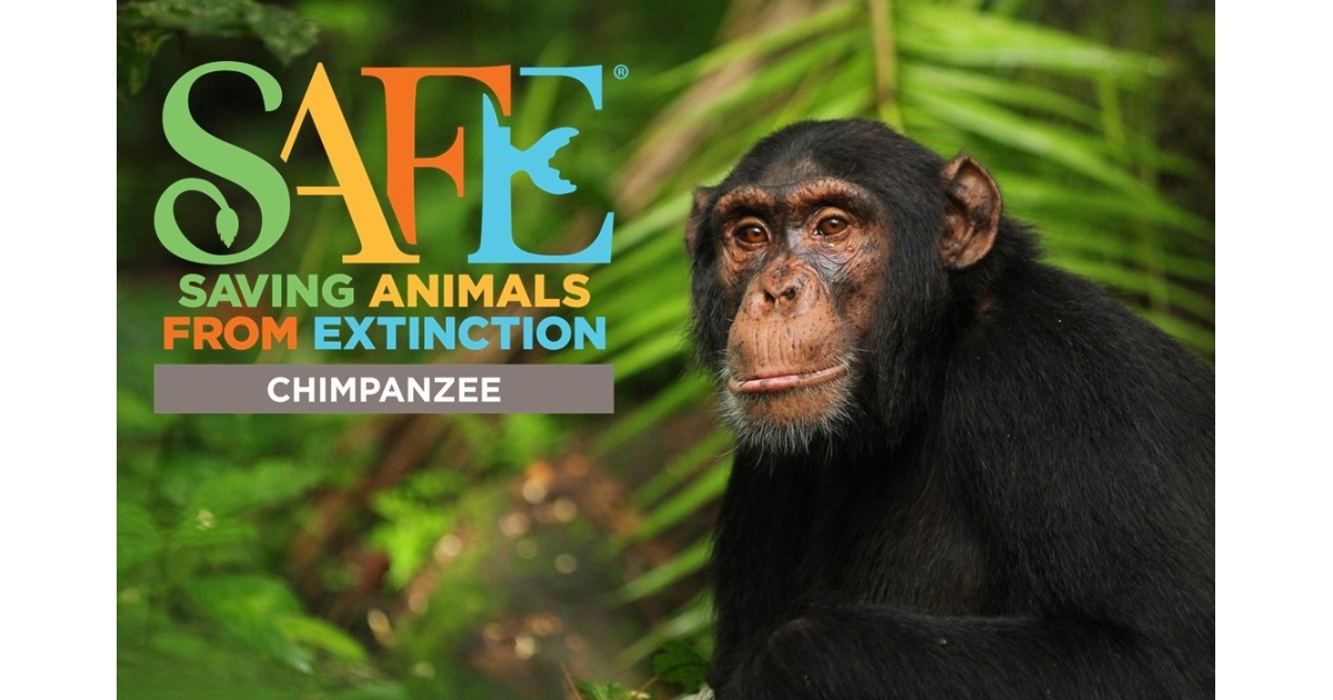 Chimpanzee SAFE Fun Run