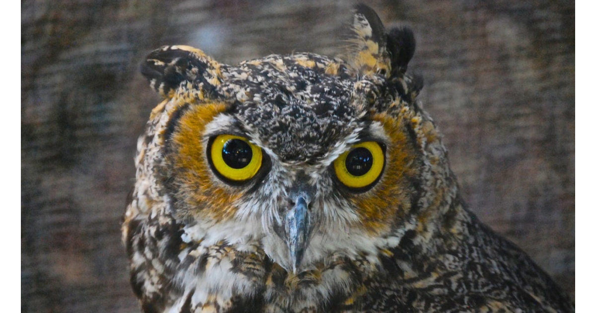 3RD Annual Overlook ES Follow That Owl 5K