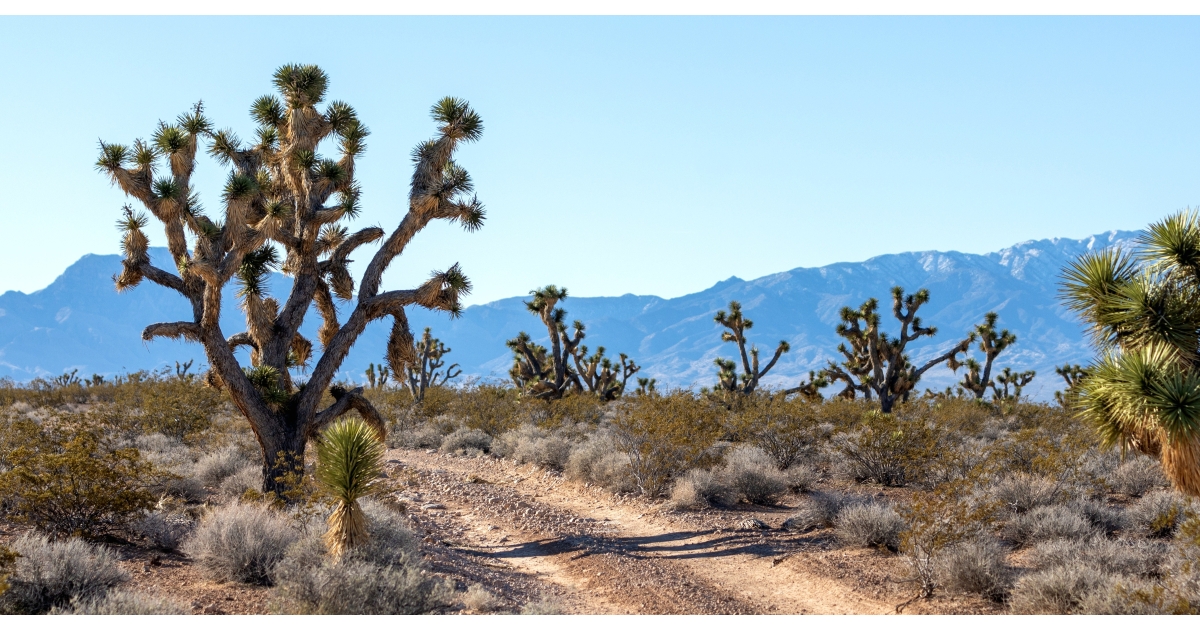 Grandmaster Ultras 2026