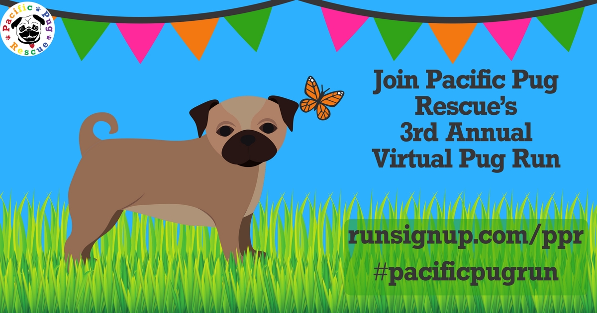 Pacific Pug Rescue's Third Annual Virtual Pug Run
