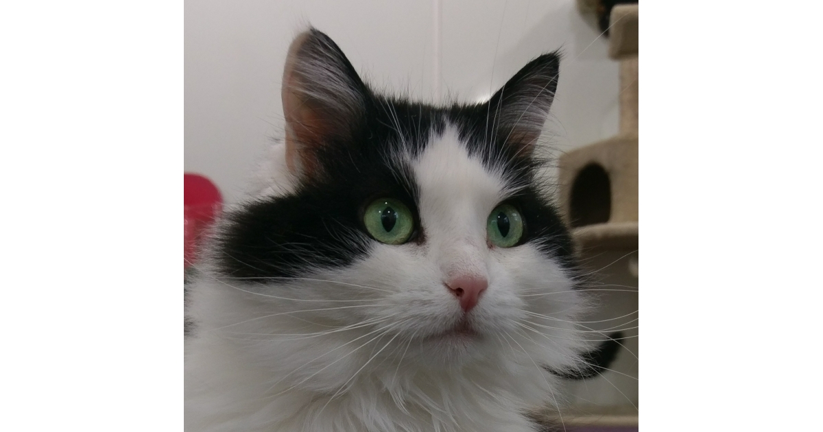 Cat STRUT 5K Run/Walk