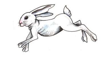 GRAFORD JACKRABBIT 5K RUN