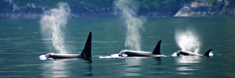 The Orca Run