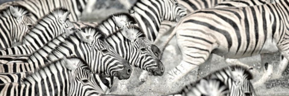 St. Louis Teal Zebra Stampede