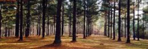 Schenck Forest Trail Race