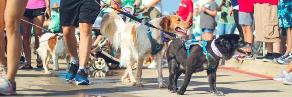 2024 Strut Your Mutt 1 Mile Wag Walk