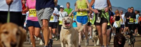 Alpharetta Public Safety Foundation K9 5K