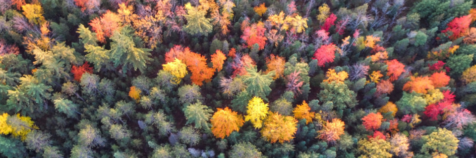 Run for the Trees: Happy Little (Virtual) 5K