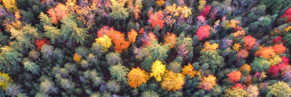 Run for the Trees: Happy Little (Virtual) 5K