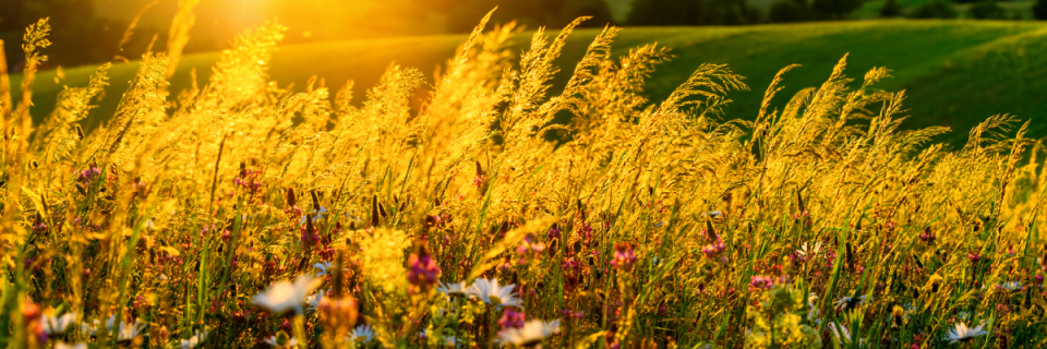 Sweet Walk To Remember