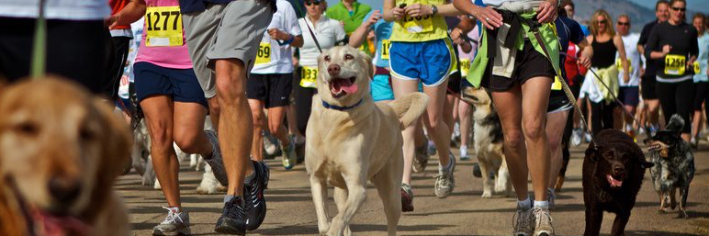 PAW 4 AUTISM Spring Dash: 5K Run & Pet-Friendly Walk (VIRTUAL)