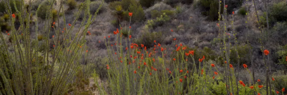 Ocotillo Trail Endurance Challenge