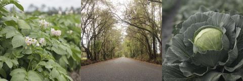 Spud Run 5K, 10K, 15K Challenge and Cabbage Crawl Fun Run