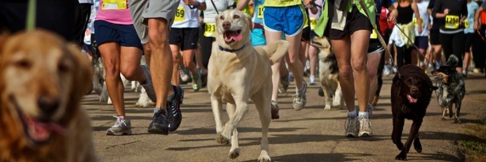 11th Annual Run/Walk for the Paws 5K 2025
