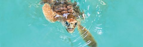 2021 Turtle Crawl 5K - Virtual Race