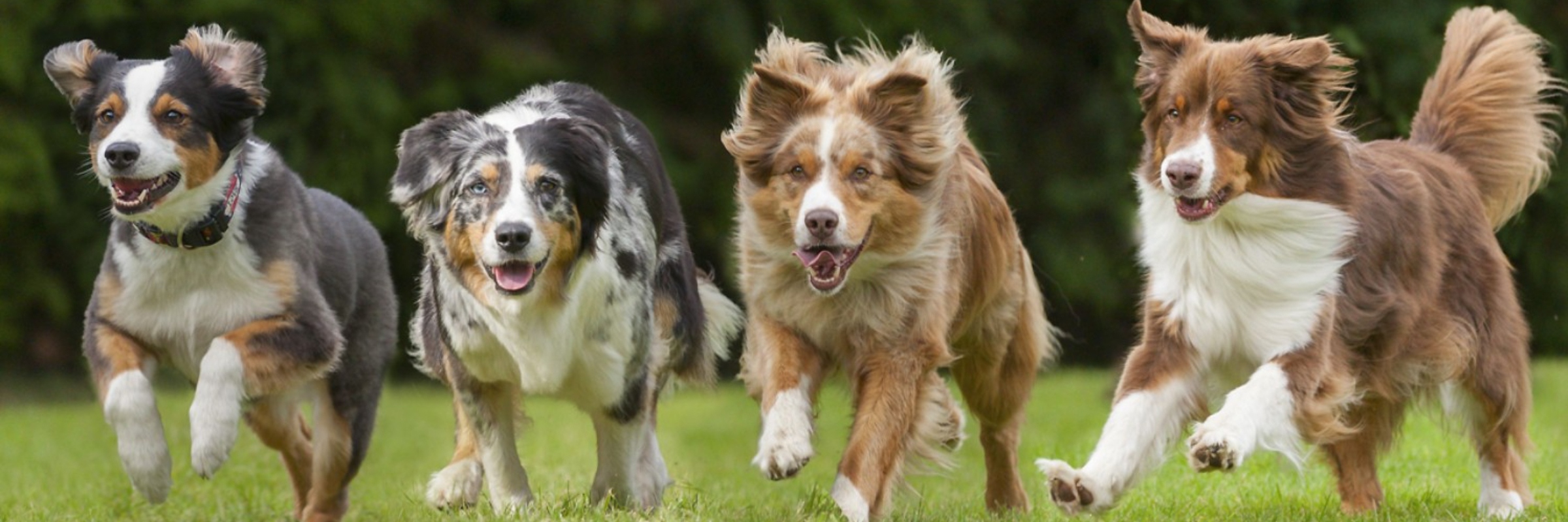 20th Annual Dawg Jog 5K