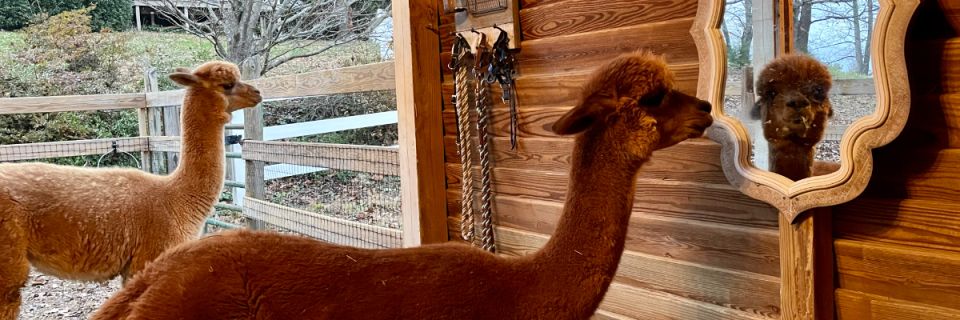 Alpaca Wine Experience 3/14