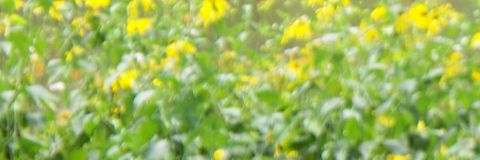 Strategies to Strengthen the "Liveable" Quality of Life Among Persons ...