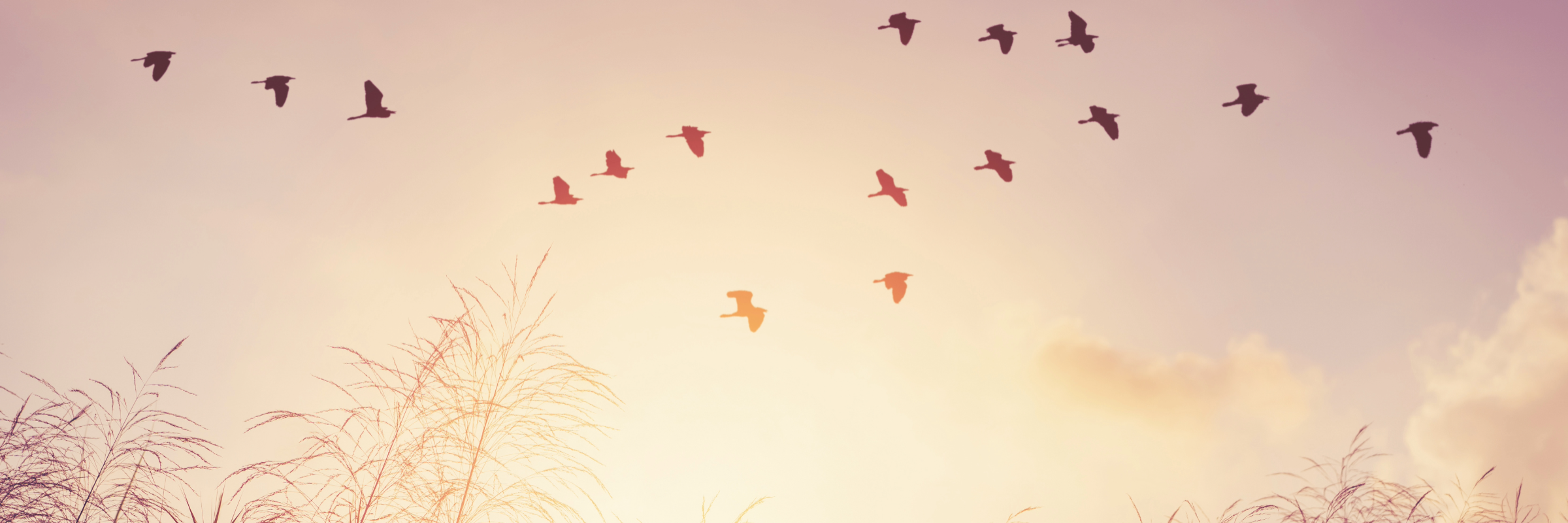 "Birds of North America" by Anna Ouyang Moench