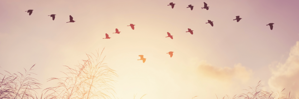 "Birds of North America" by Anna Ouyang Moench