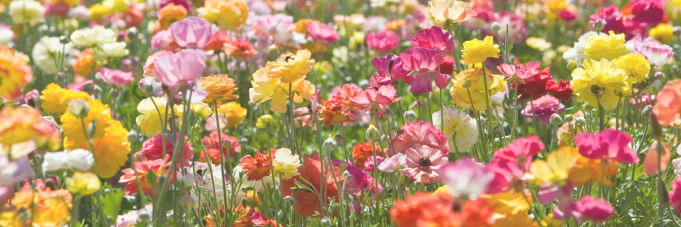 Spring Pollinator Walk